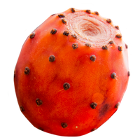 Cacto – Original Prickly Pear Soda – Cactodrinks